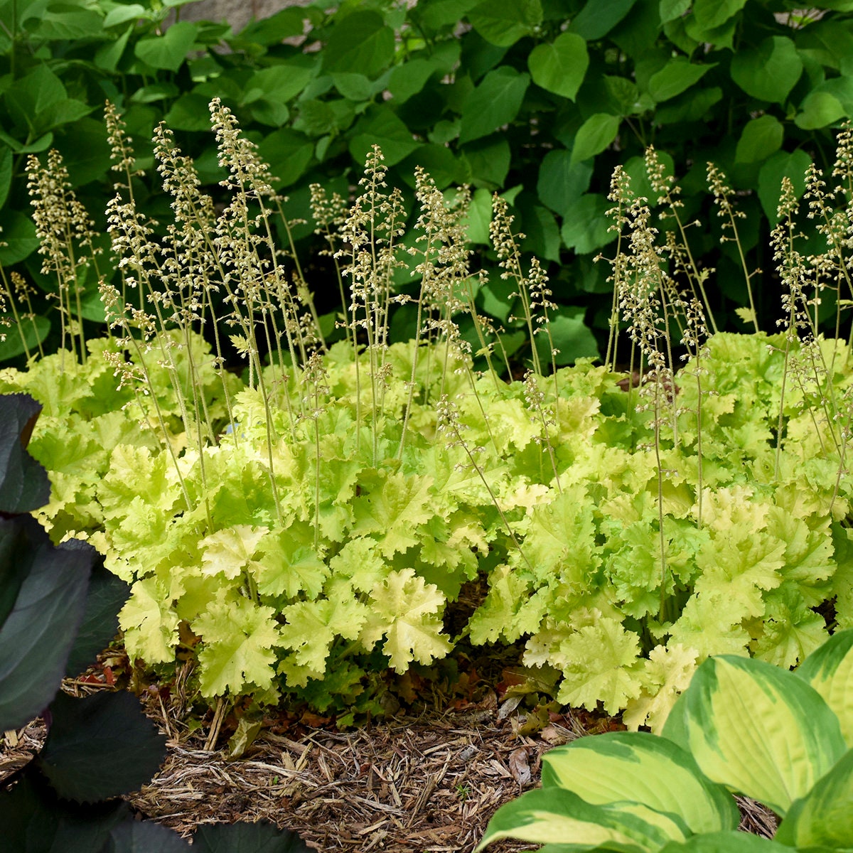 Heuchera 'twist of Lime' Coral Bells Live Plant 3 | Etsy