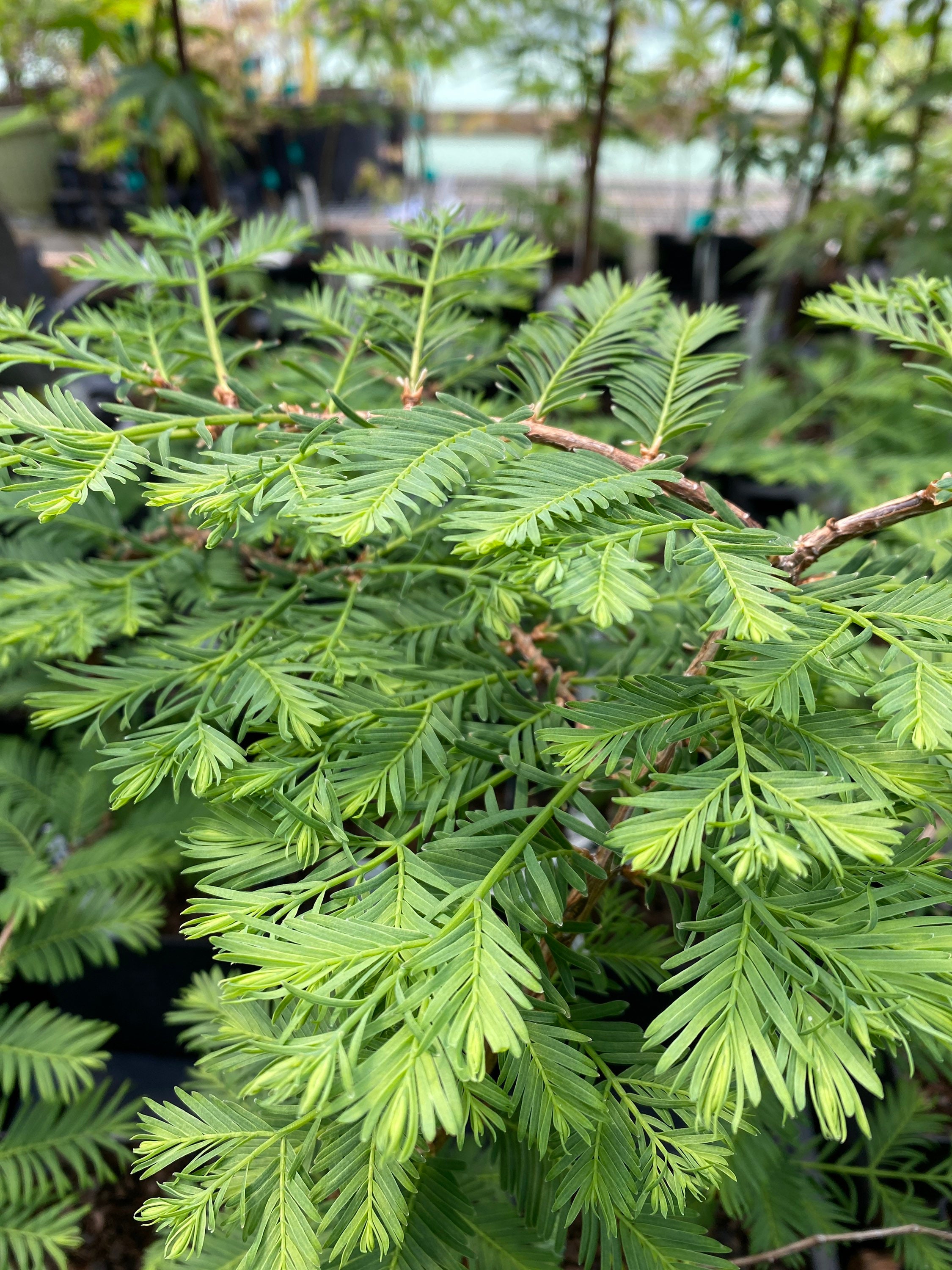Metasequoia glyptostroboides 'Bonsai' Dawn Redwood | Etsy