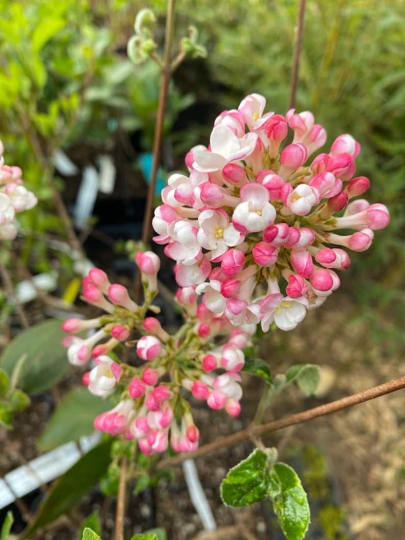 Viburnum × Burkwoodii 'mohawk' - Burkwood Viburnum - Live Plant - 4 ...
