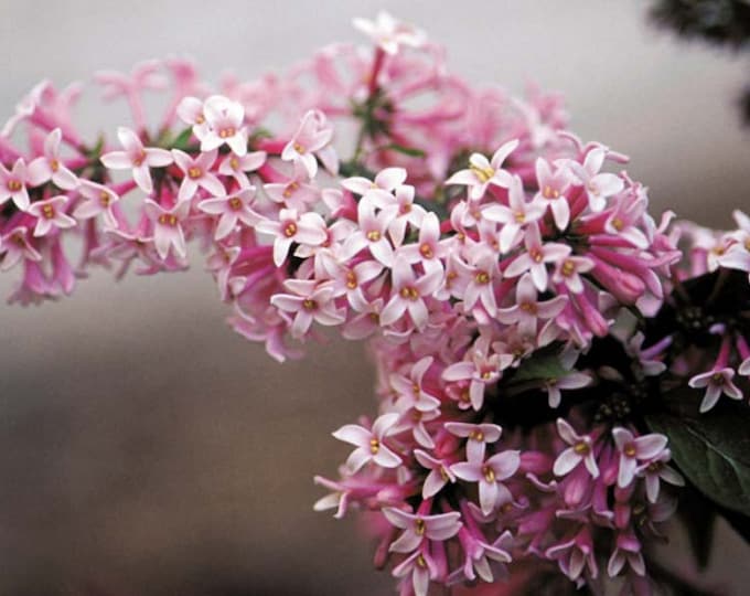 Syringa X Prestoniae 'miss Canada' - Lilac - Live Plant - 4" Pot Size ...