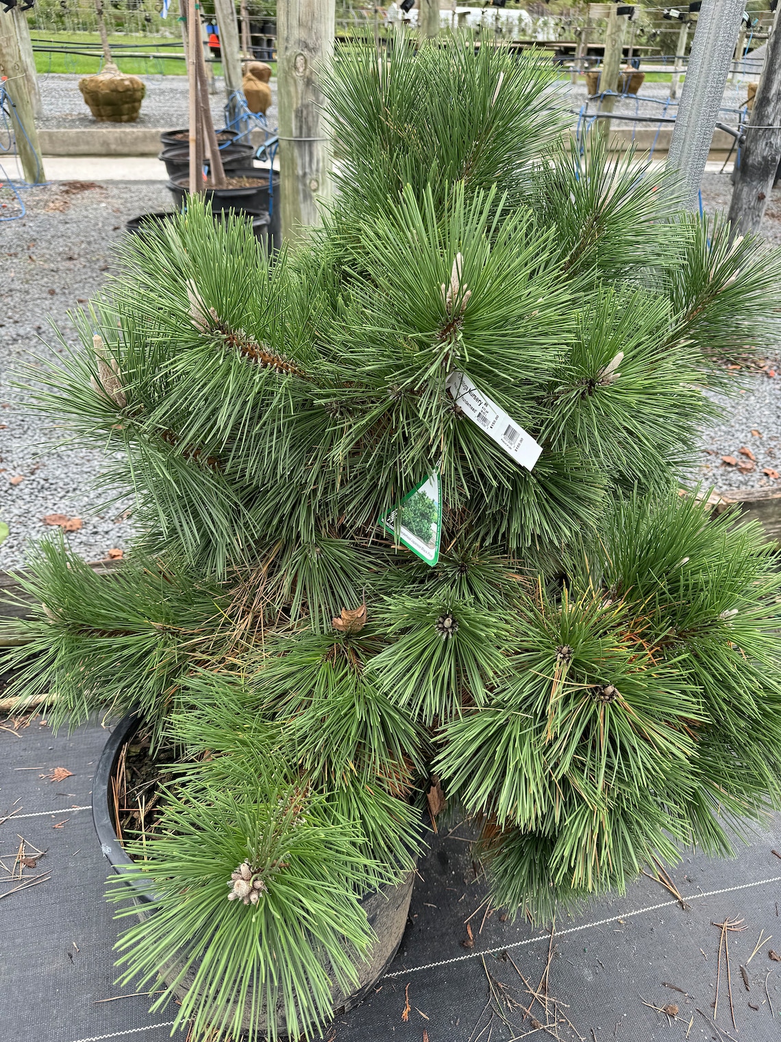 Pinus Thunbergii 'thunderhead' - Japanese Black Pine - Live Plant - 1 ...