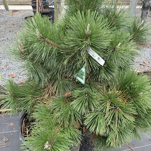Pinus Thunbergii 'thunderhead' - Japanese Black Pine - Live Plant - 1 ...