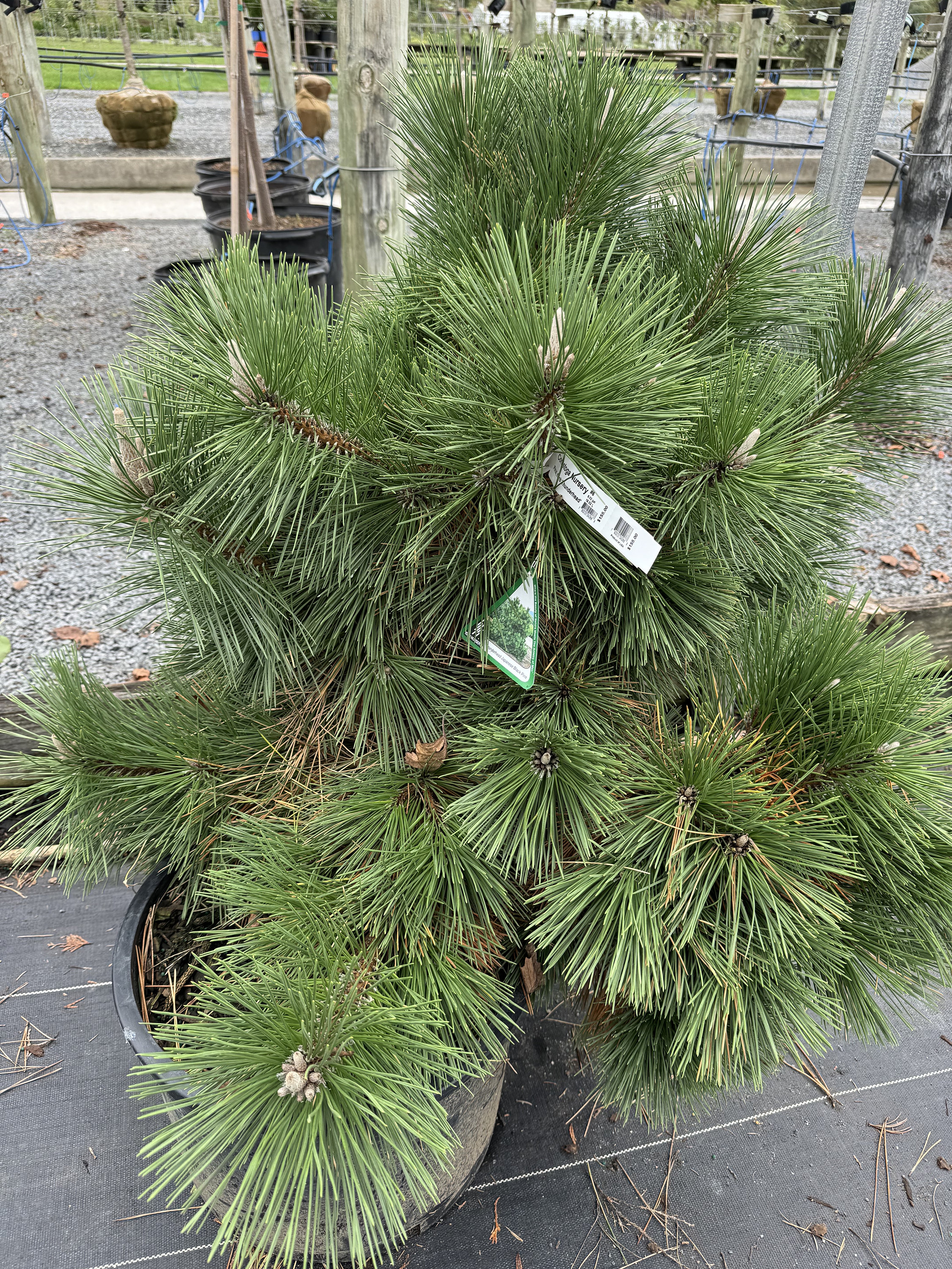 Pinus Thunbergii 'thunderhead' - Japanese Black Pine - Live Plant - 1 ...