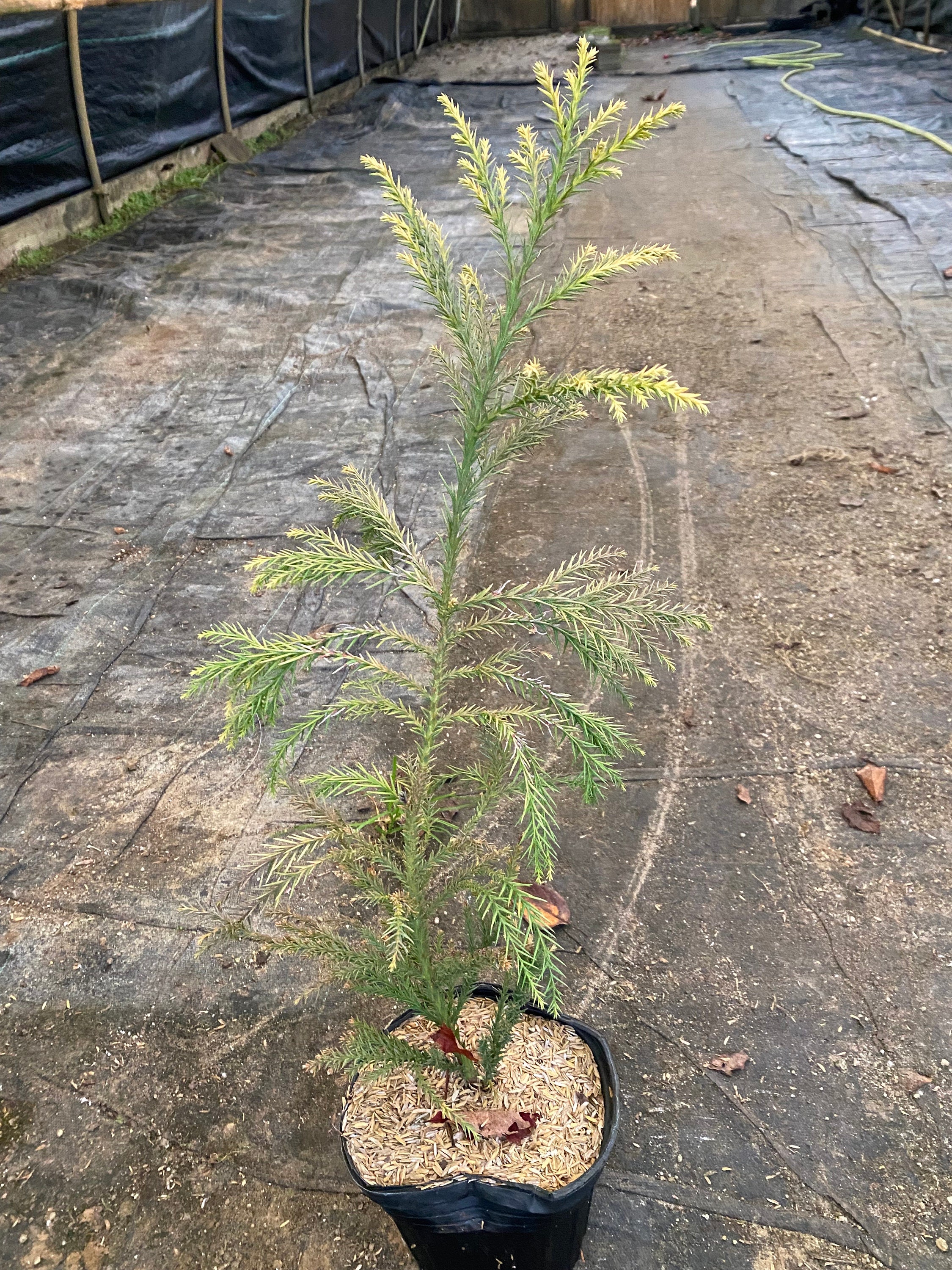 Cryptomeria Japonica 'aurea' Japanese Cedar 12 - Etsy