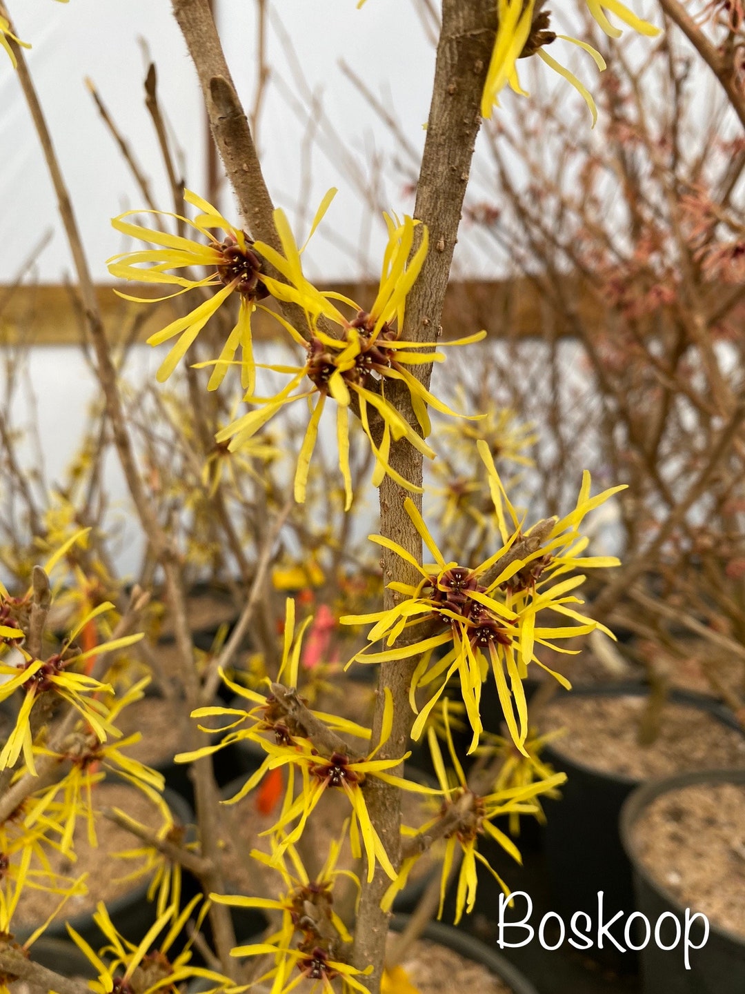 Hamamelis Mollis 'boskoop' Witch Hazel - Live Plant - 24” Tall - 2 ...