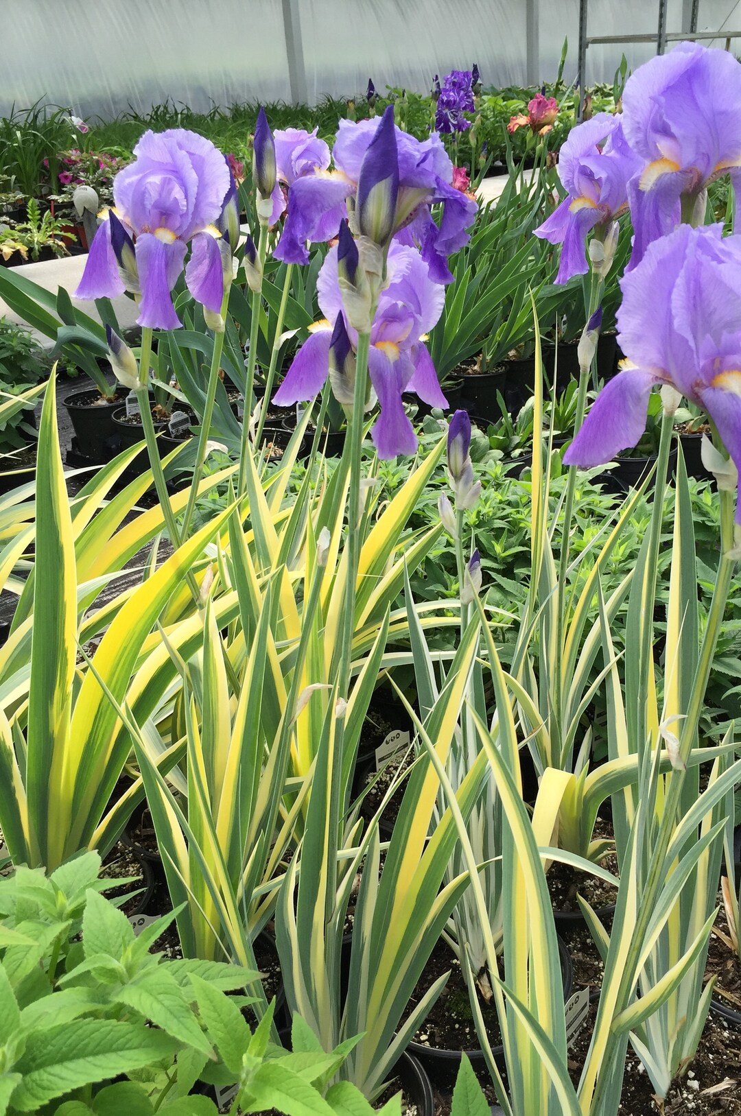 Iris Pallida 'aureo Variegata' - Yellow Variegated Sweet Iris - 3 Pack ...