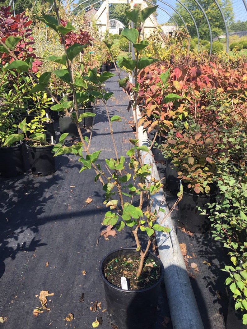 Syringa X Josee Reblooming Lilac - Live Plant - 12” Tall - 1 Gallon Pot ...