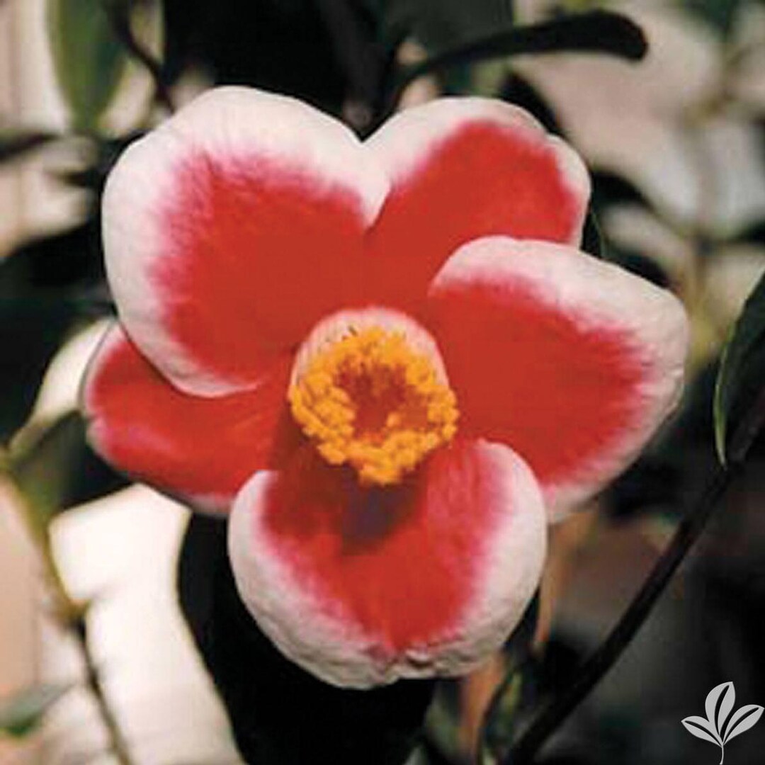 Camellia Japonica 'tama No Ura' - Japanese Camellia - 1 Gallon Pot ...