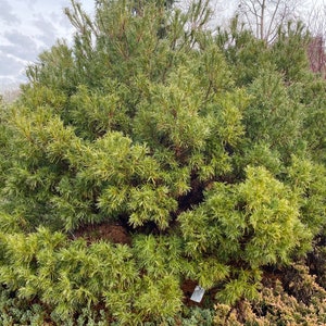 Pinus Strobus 'mini Twists' White Pine Live Plant 1 Gallon Pot - Etsy