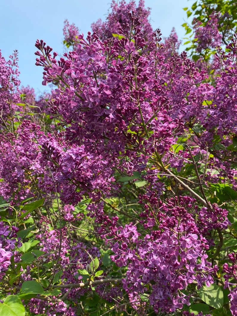 Syringa X Hyacinthiflora 'pocahontas' - Purple Lilac - Live Plant - 4 ...