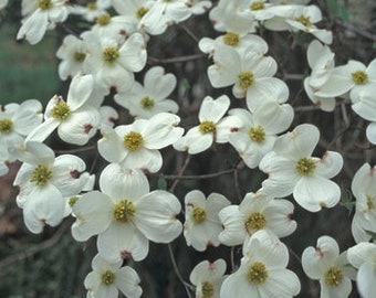 Cornus Kousa 'satomi' Pink Flowering Dogwood 12 Tall Ships Bare Root ...