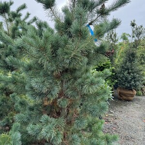 Pinus Parviflora 'glauca' - Blue Japanese White Pine - 12" Tall - 1 ...