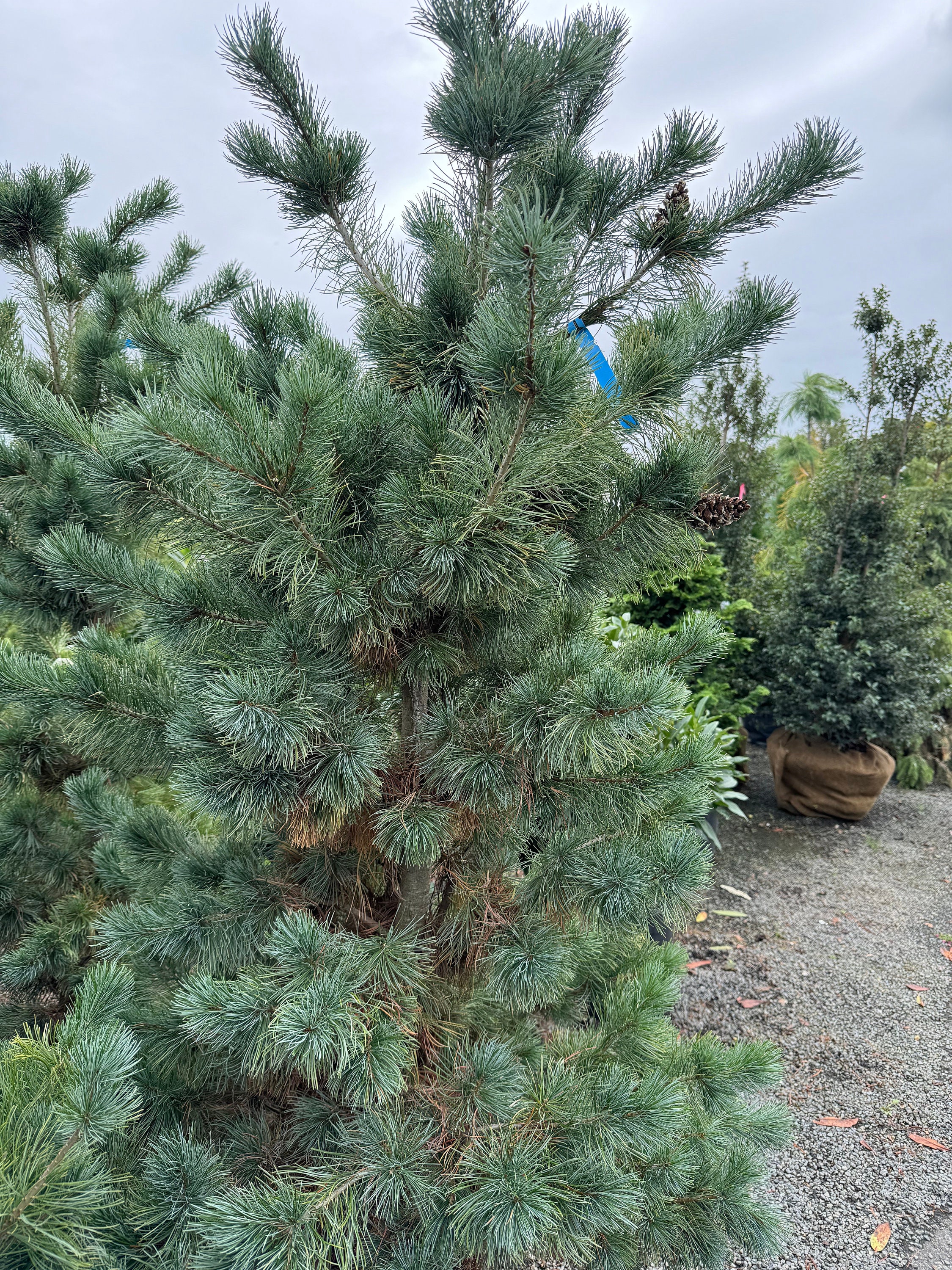 Pinus Parviflora 'glauca' - Blue Japanese White Pine - 12" Tall - 1 ...