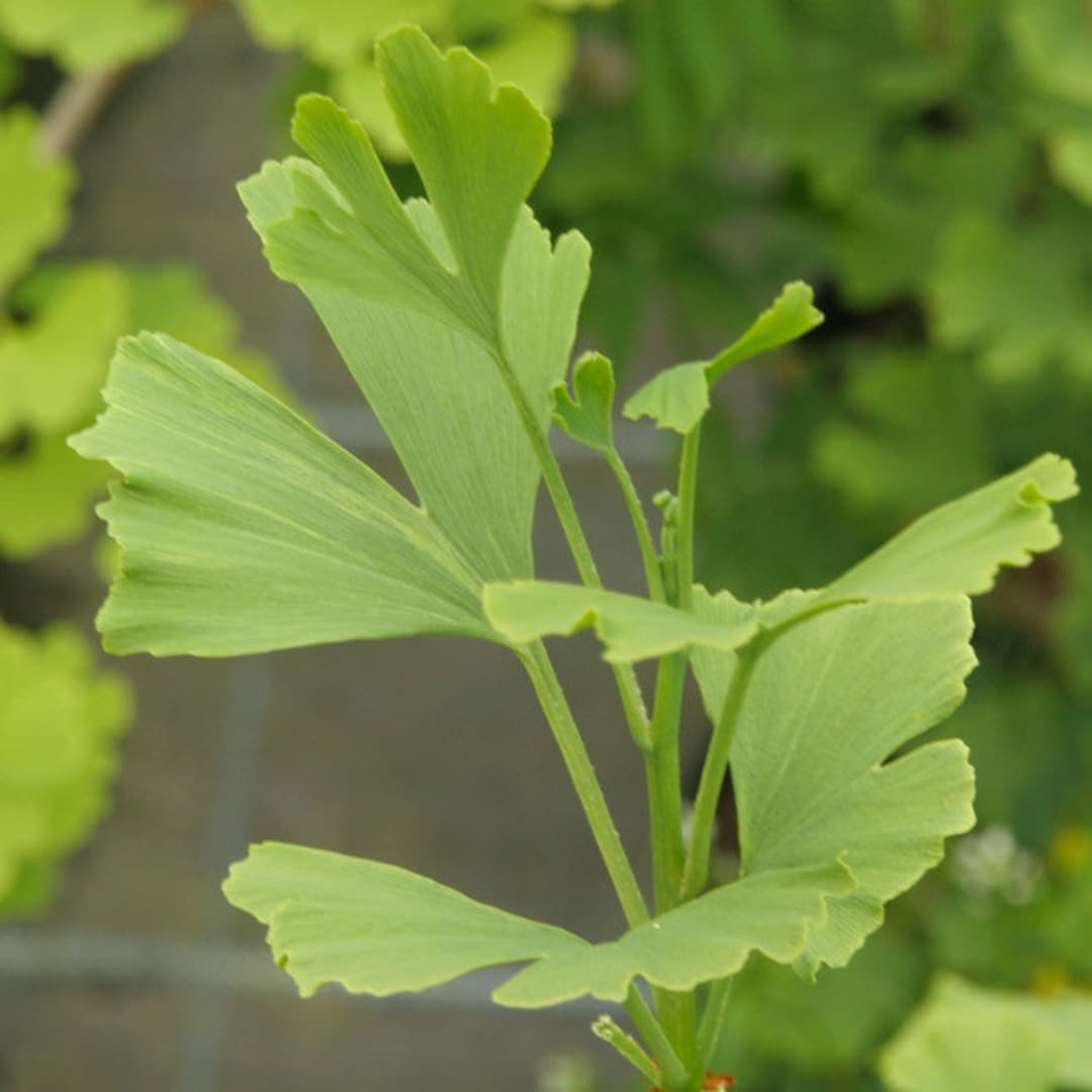 Ginkgo Biloba 'anny’s Dwarf' - Dwarf Ginkgo Tree - Live Plant - 8” Tall ...