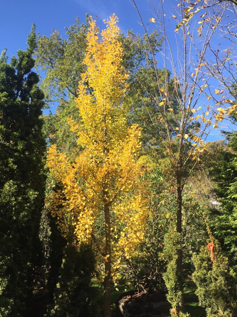 Ginkgo biloba 'Grindstone' Columnar Male Ginkgo Tree - Etsy.de