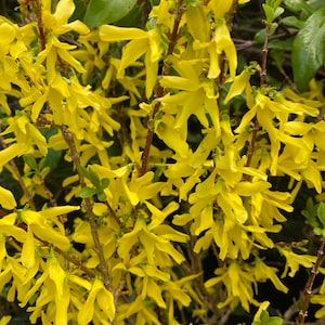 Forsythia Viridissima 'bronxensis' - Dwarf Groundcover Forsythia - Live ...