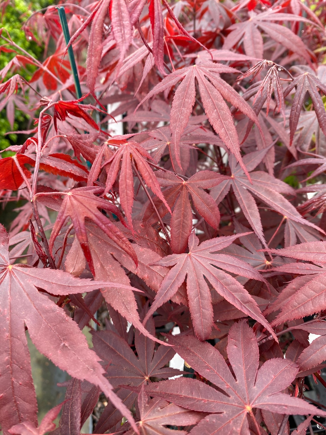 Acer Palmatum 'atropurpureum' Japanese Maple Live - Etsy
