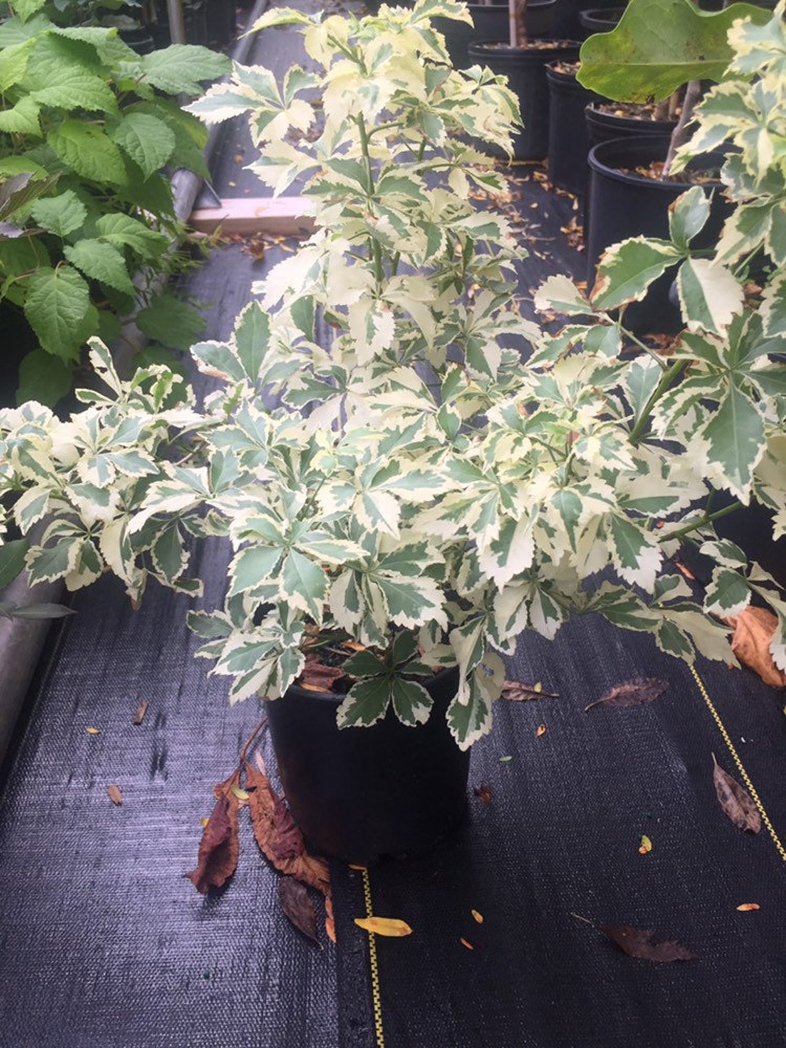Variegated Fiveleaf Aralia - Live Plant - 12” Tall - 1 Gallon Pot - Etsy