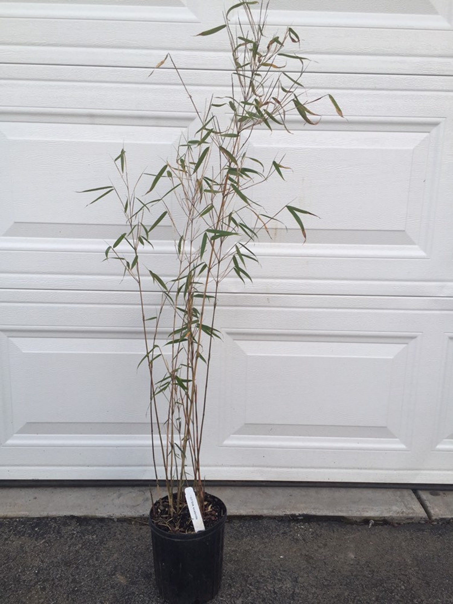 Fargesia Scabrida Bamboo - Live Plant - 1 Gallon Pot Size - Non ...