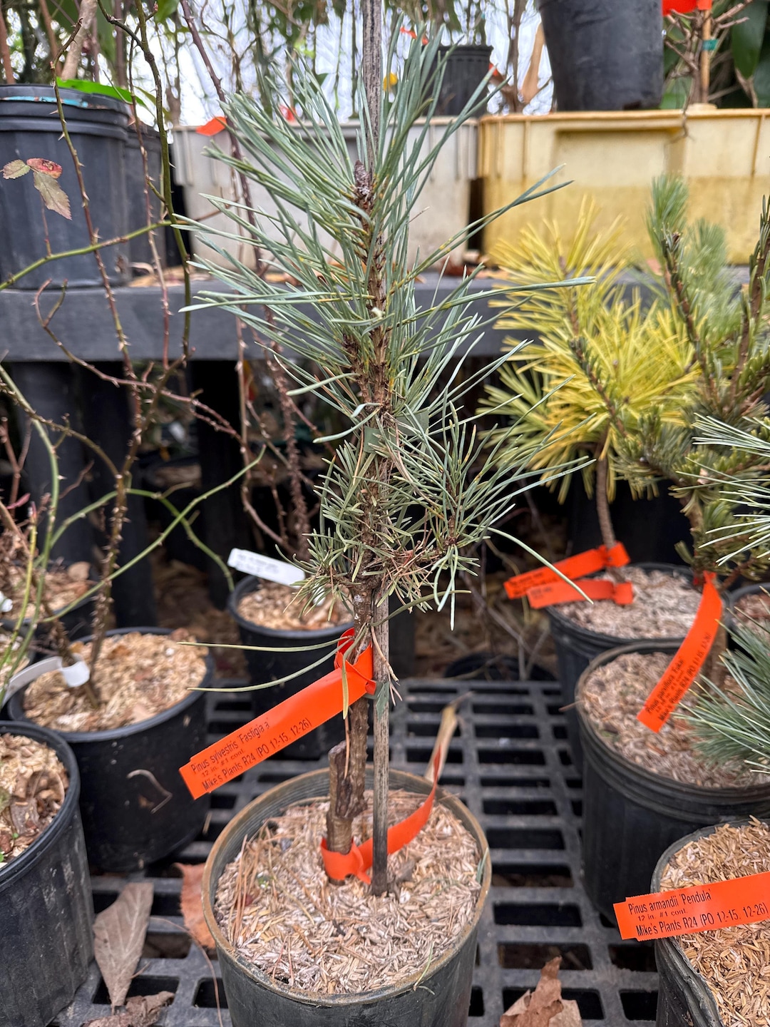 Pinus Sylvestris 'fastigiata' - Columnar Scots Pine - Live Plant - 12 ...