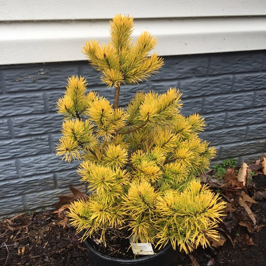 Pinus Sylvestris 'nisbet's Gold' Scots Pine Live Plant 12 Tall 1 Gallon ...
