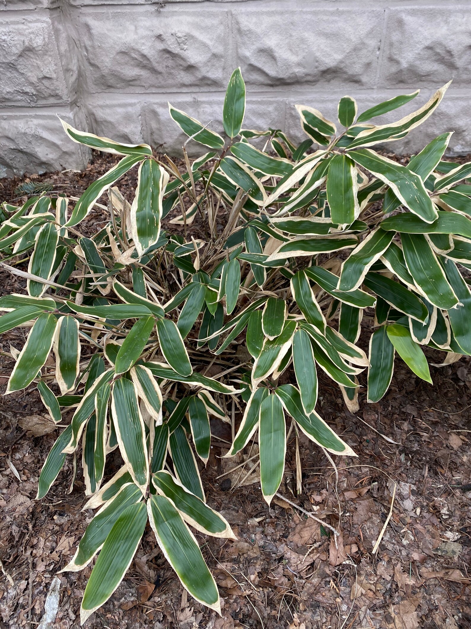 Sasa Veitchii Kuma Bamboo Live Plant 2 Gallon Pot - Etsy