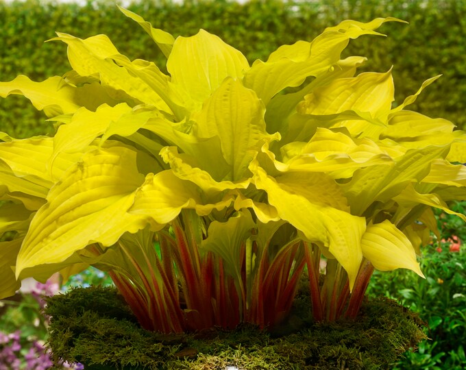 Hosta 'time Traveler' - Etsy