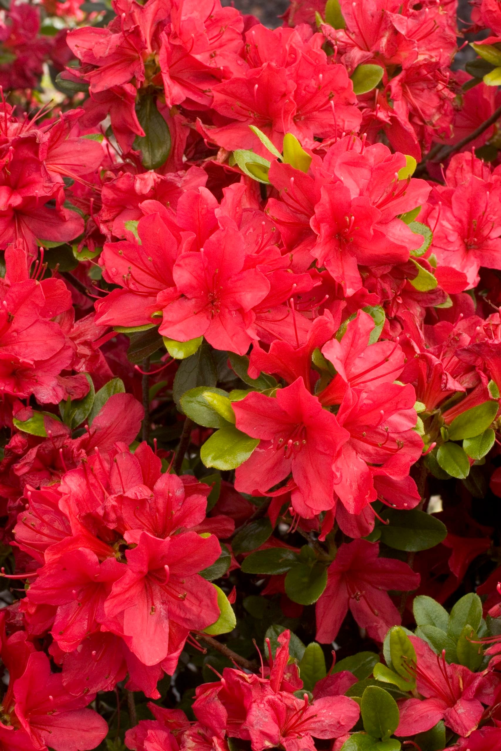 Hino Crimson Azalea Rhododendron 'hino Crimson' Live Plant 1 Gallon Pot ...