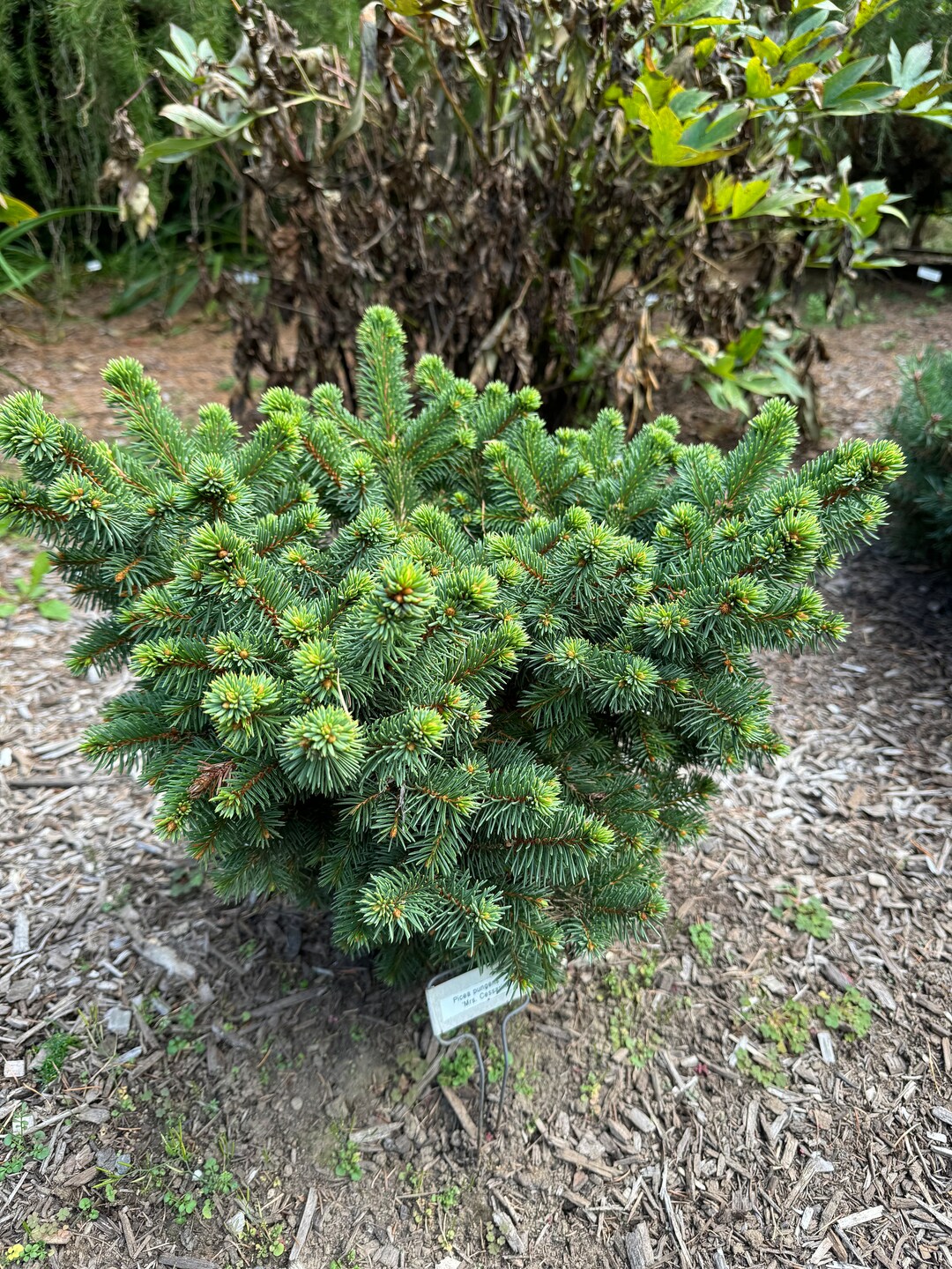 Picea Pungens 'mrs. Cesarini' - Colorado Blue Spruce - Live Plant - 10 ...