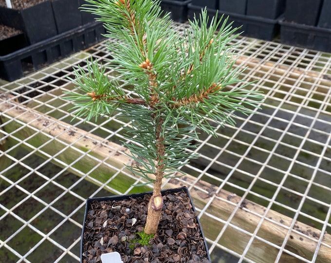 Pinus Sylvestris 'nana' - Dwarf Scots Pine - Live Plant - 6” Tall - 1 ...