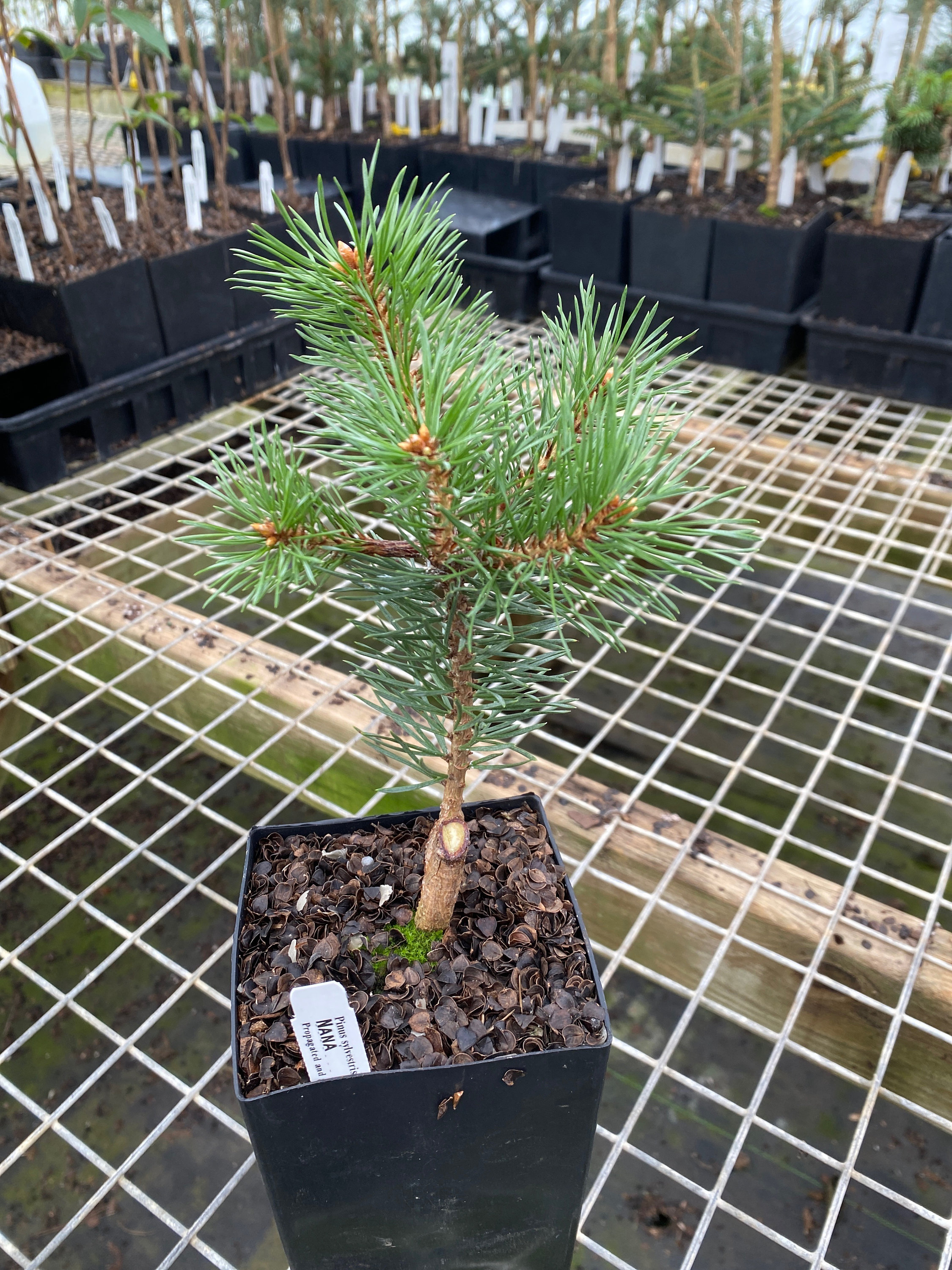 Pinus Sylvestris 'nana' Dwarf Scots Pine Live Plant 6 Tall 1 Year Graft ...