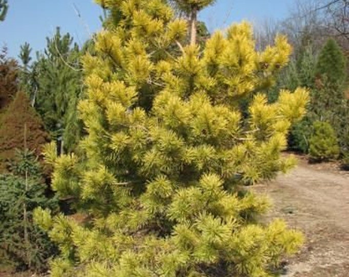 Pinus Sylvestris 'gold Coin' Scots Pine - Live Plant - 12” Tall - 1 ...