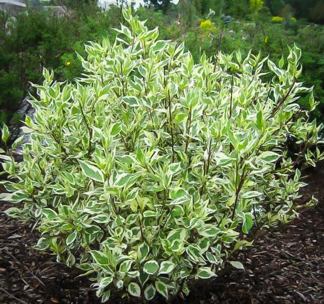 Ivory Halo Dogwood