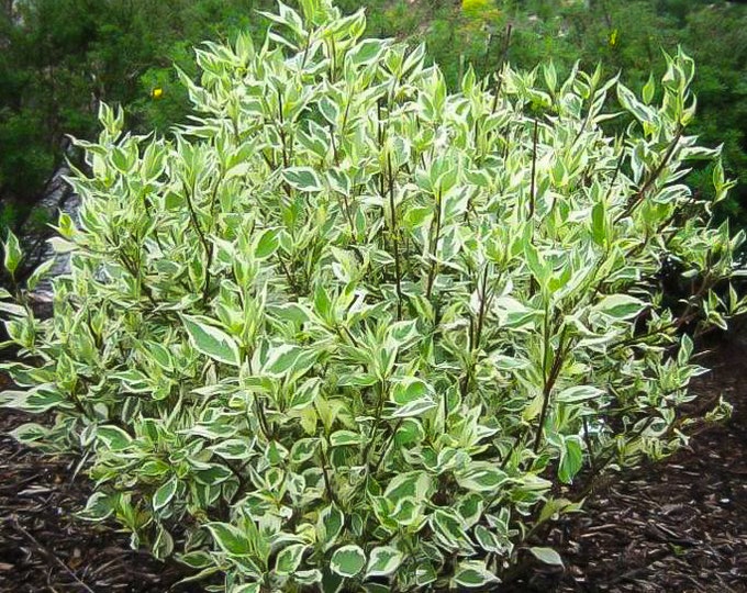 1 Red Twig Dogwood Plant(cornus Serica) - Etsy