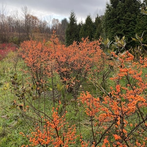 Ilex Verticillata 'winter Gold' - Orange Fruit Winterberry - 4" Pot ...