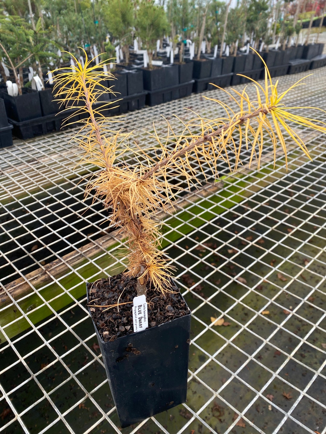 Larix Kaempferi blue Dwarf Larch 6 Tall 1 Year - Etsy