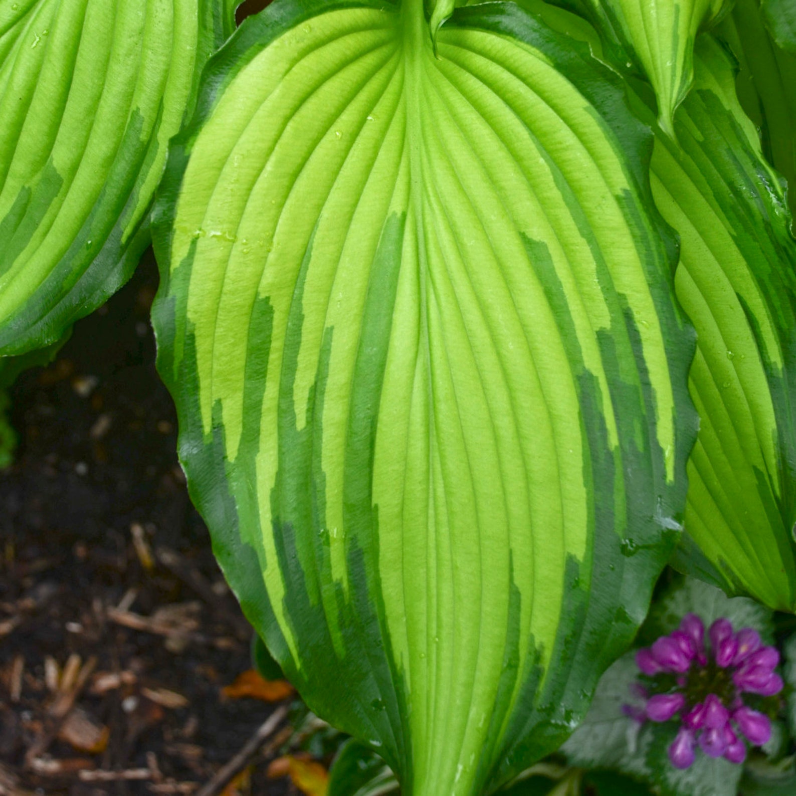 Hosta 'first Dance' 3 Pot Size Starter Plant - Etsy