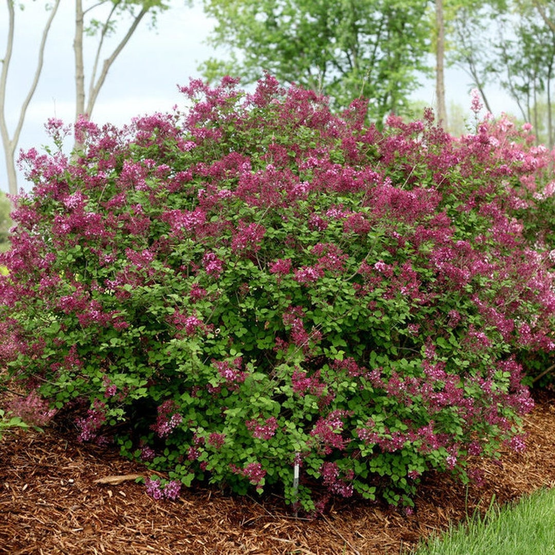 Bloomerang Dark Purple Reblooming Lilac - Live Plant - 4" Pot - Etsy