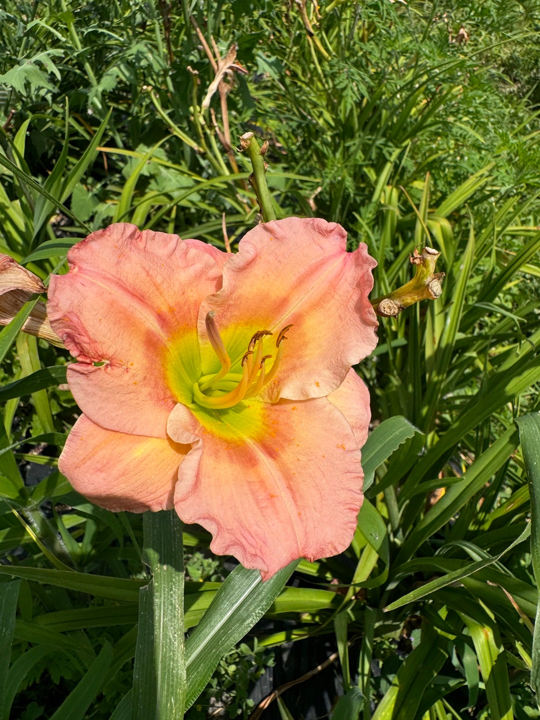 Hemerocallis 'chorus Line' Daylily - 3 Bare Root Plants - Etsy