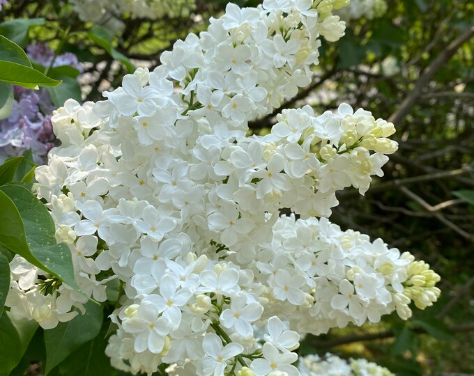 Syringa Vulgaris 'avalanche' Lilac - White Flowering Lilac - Live Plant ...