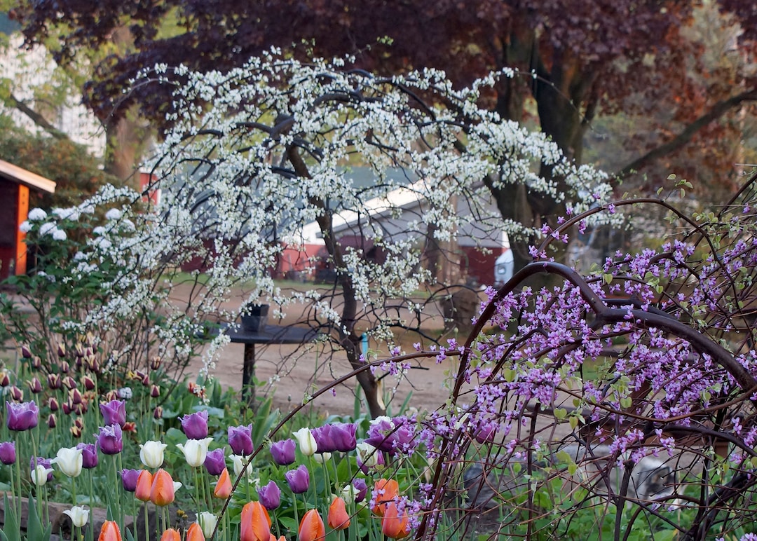 Cercis Canadensis 'vanilla Twist' Vanilla Twist Weeping Redbud Live ...
