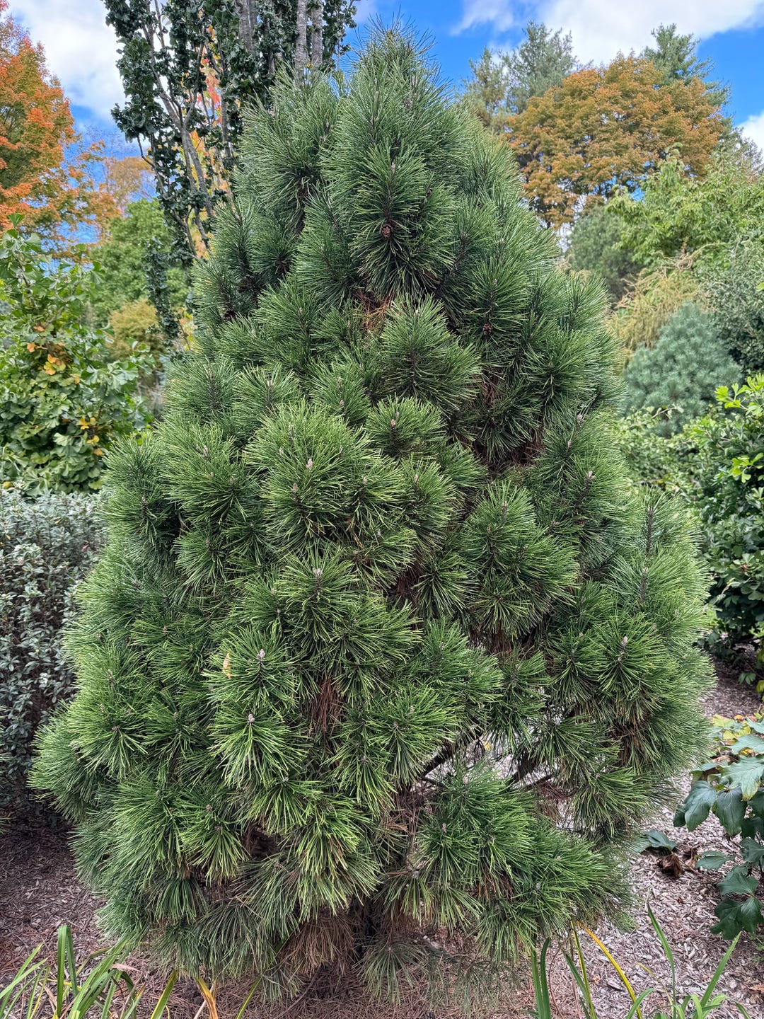 Pinus Mugo 'big Tuna' - Mugo Pine - Live Plant - 1 Gallon Pot - Etsy