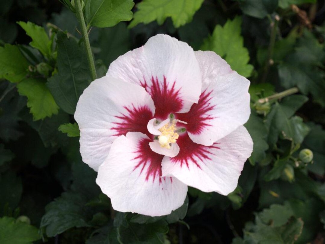 Helene Rose of Sharon - Hibiscus Syriacus - 2 Gallon Pot - Etsy