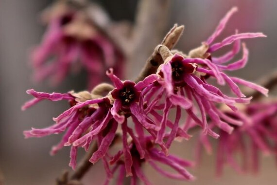 Hamamelis Vernalis 'amethyst' Witch Hazel Live Plant - Etsy