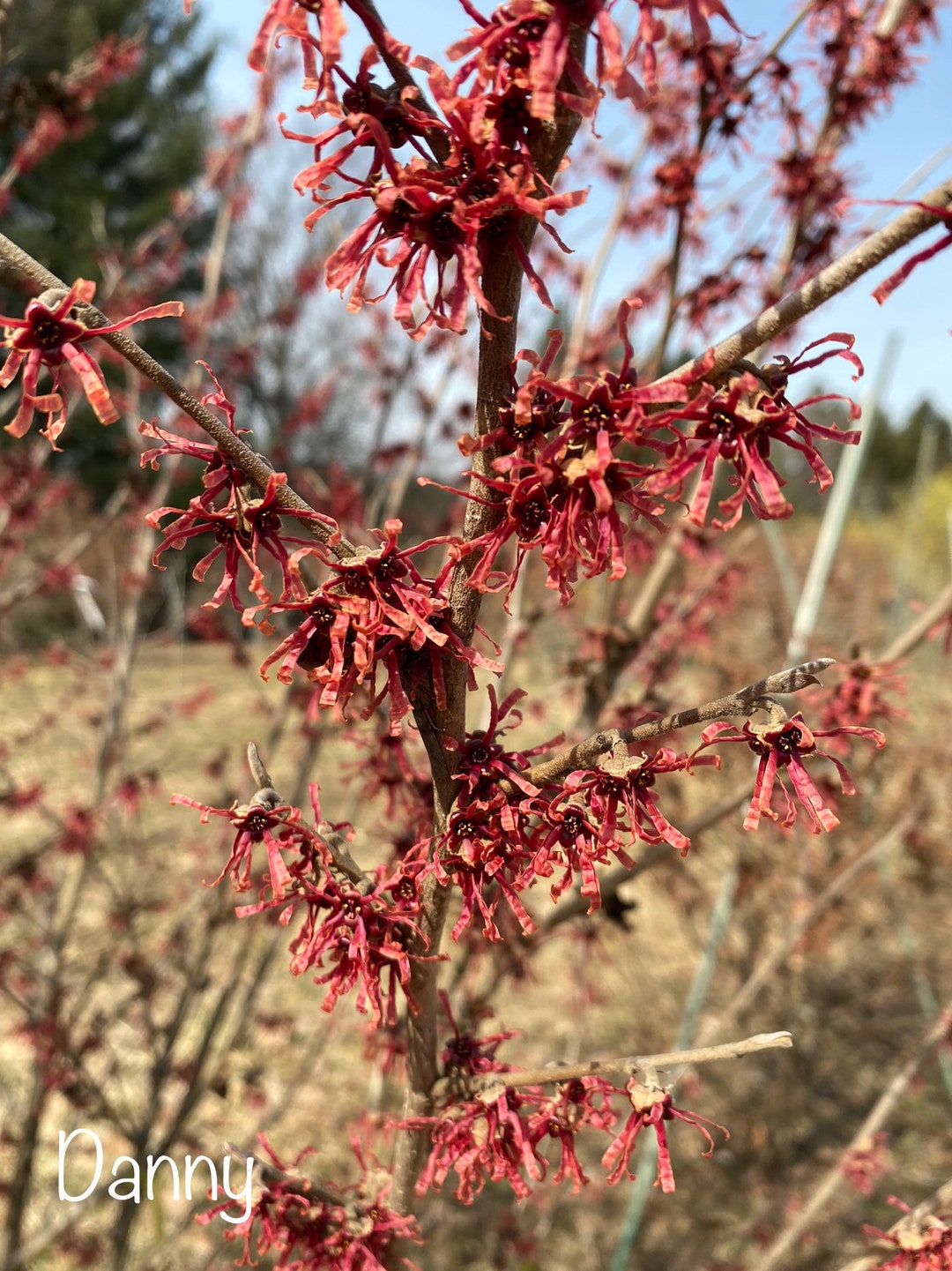 Hamamelis 'danny' Witch Hazel - Live Plant - 18” Tall - 2 Gallon Pot - Etsy