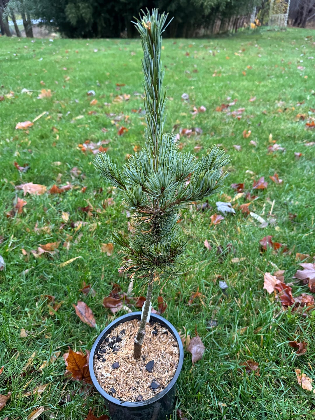 Pinus Parviflora 'bonnie Bergman' - Japanese White Pine - 10" Tall - 1 ...