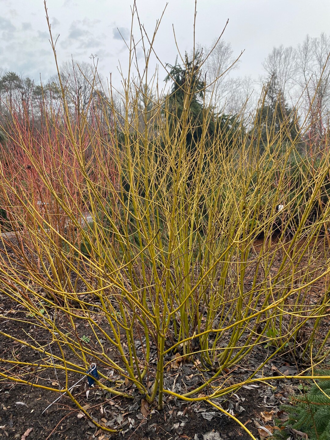 Cornus Alba 'bud's Yellow' Yellow Twig Dogwood 1 Gallon Pot Size Live ...