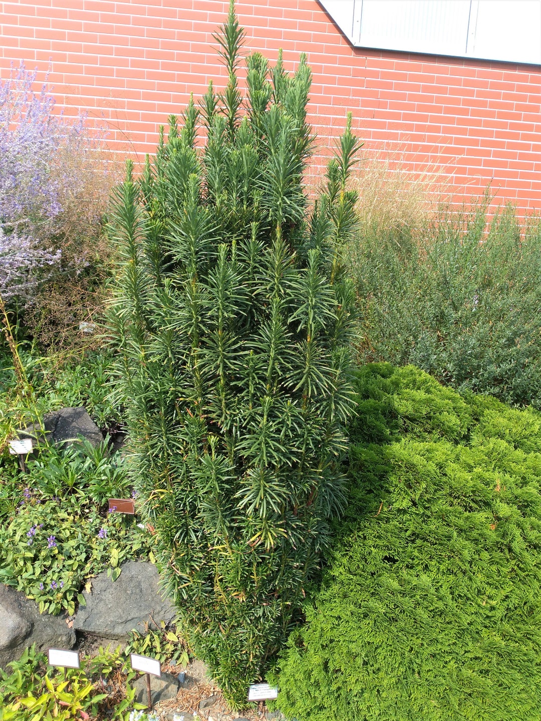 Cephalotaxus Harringtonia 'fastigiata' - Columnar Plum Yew - 4” Pot ...