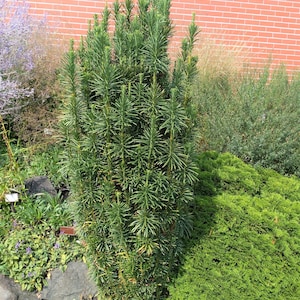 Cephalotaxus Harringtonia 'fastigiata' - Columnar Plum Yew - 4” Pot ...