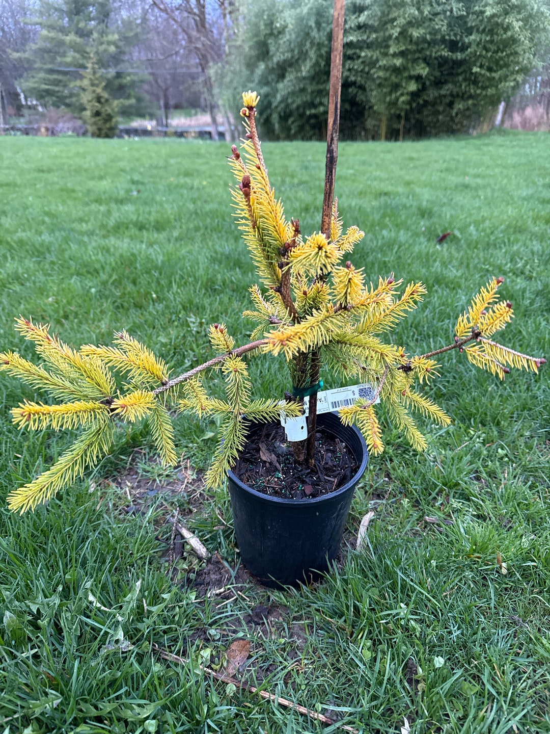 Picea Abies 'aurea Magnifica' - Norway Spruce - 10" Tall - 1 Gallon Pot ...